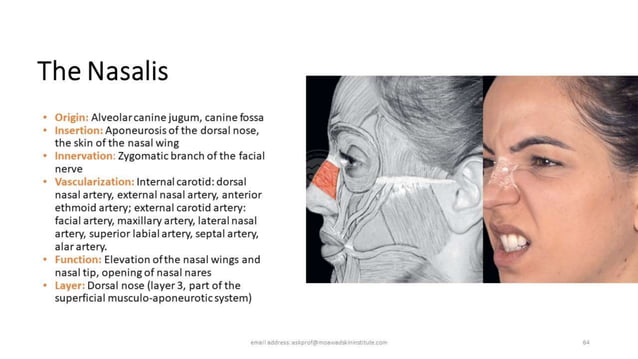 Functional Anatomy of Facial Muscles. An Injector Eye. Part One.pptx