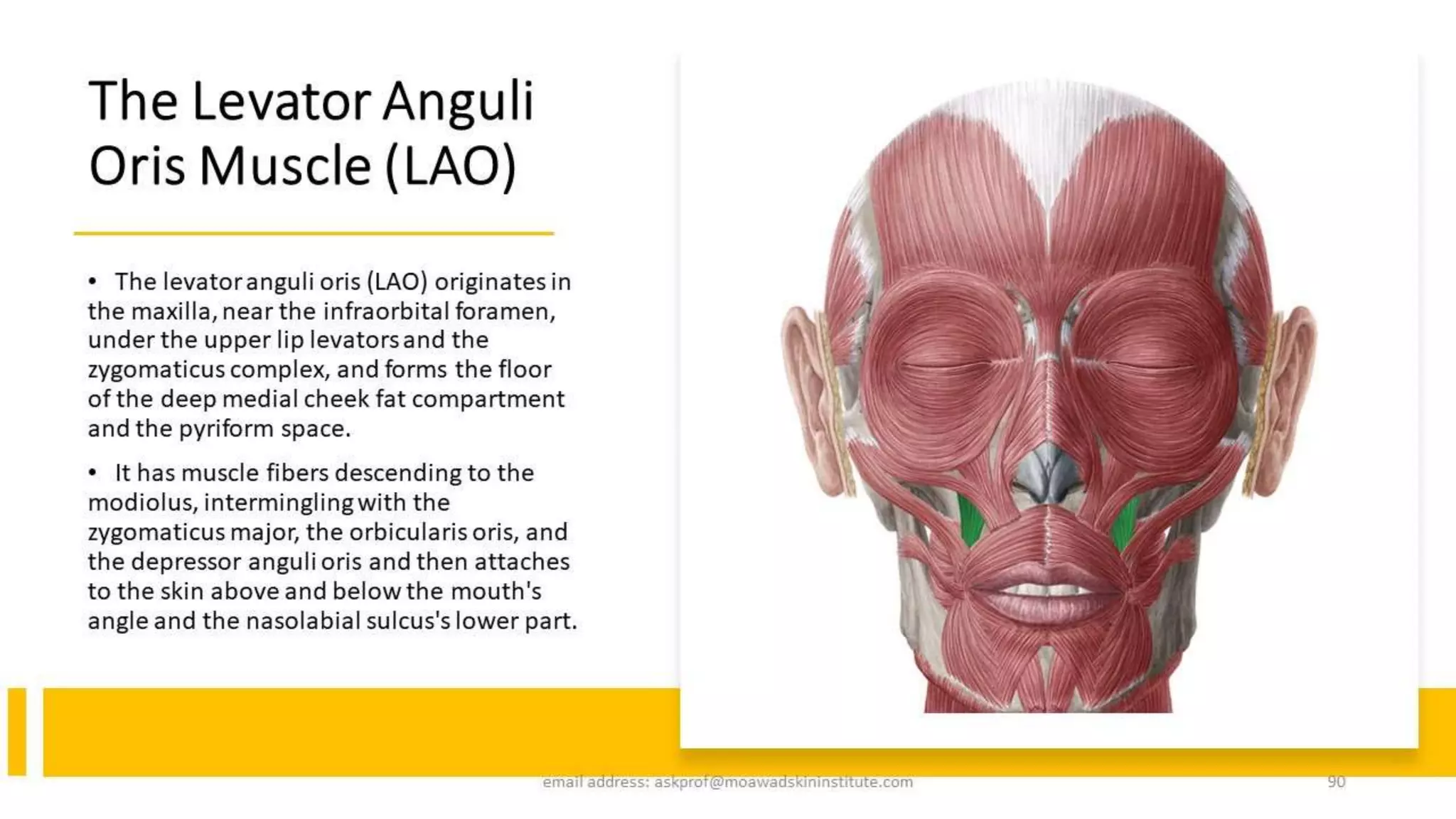 Functional Anatomy of Facial Muscles. An Injector Eye. Part Two.pptx