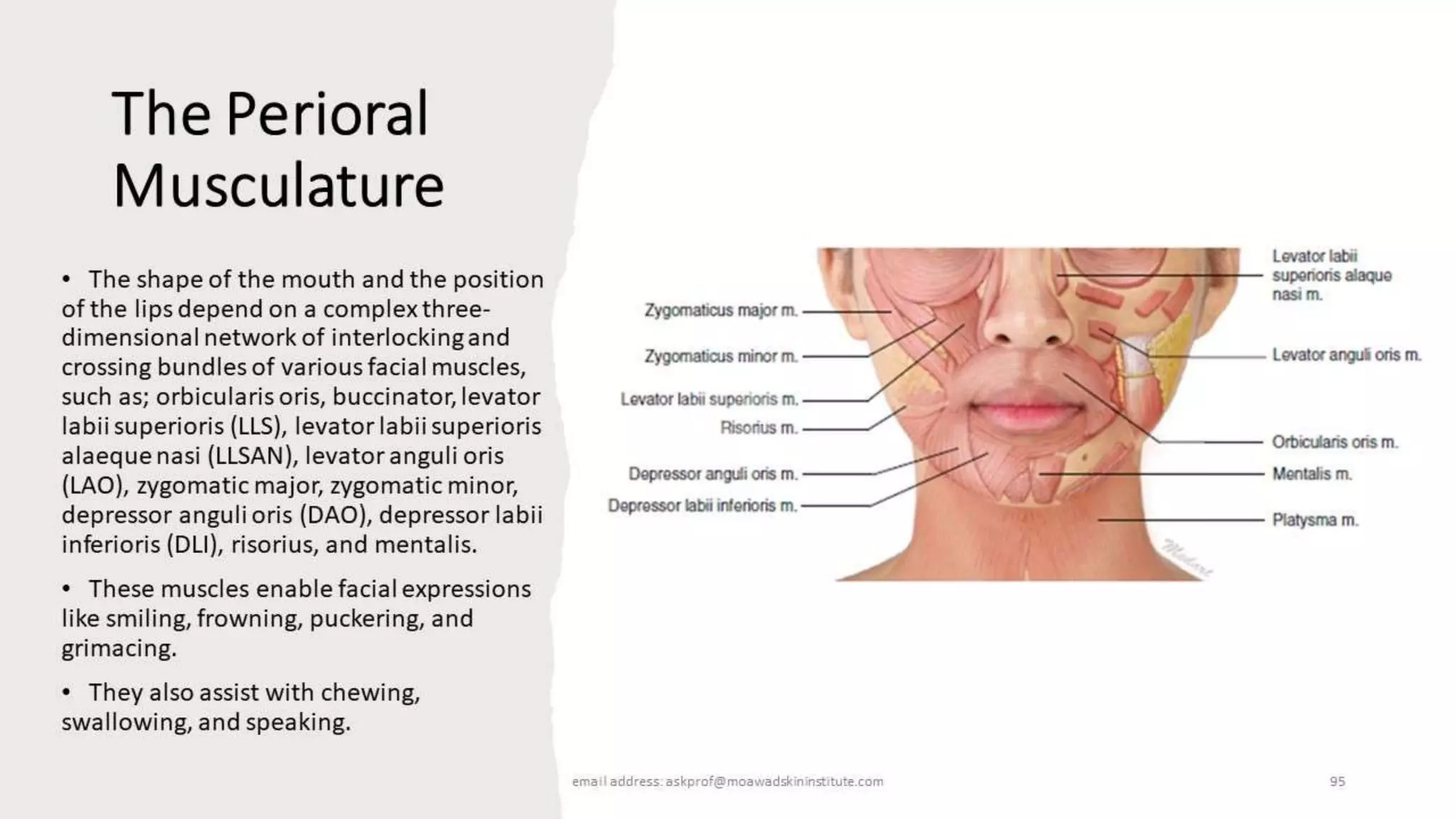 Functional Anatomy Of Facial Muscles An Injector Eye Part Twopptx