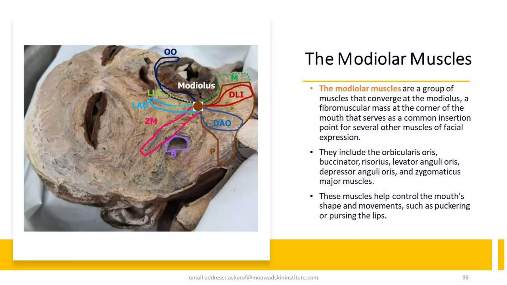 Functional Anatomy of Facial Muscles. An Injector Eye. Part Two.pptx