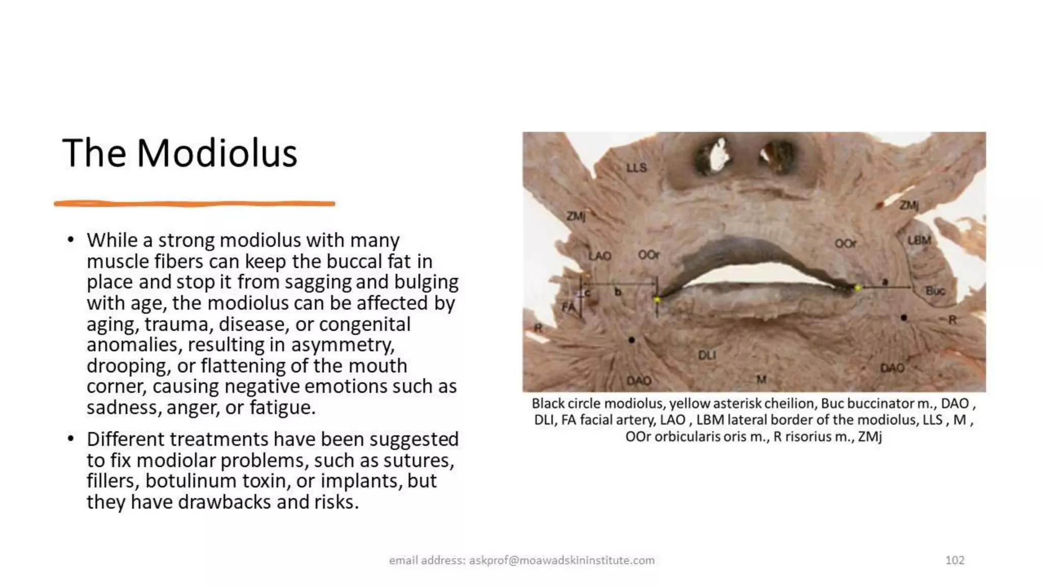 Functional Anatomy of Facial Muscles. An Injector Eye. Part Two.pptx