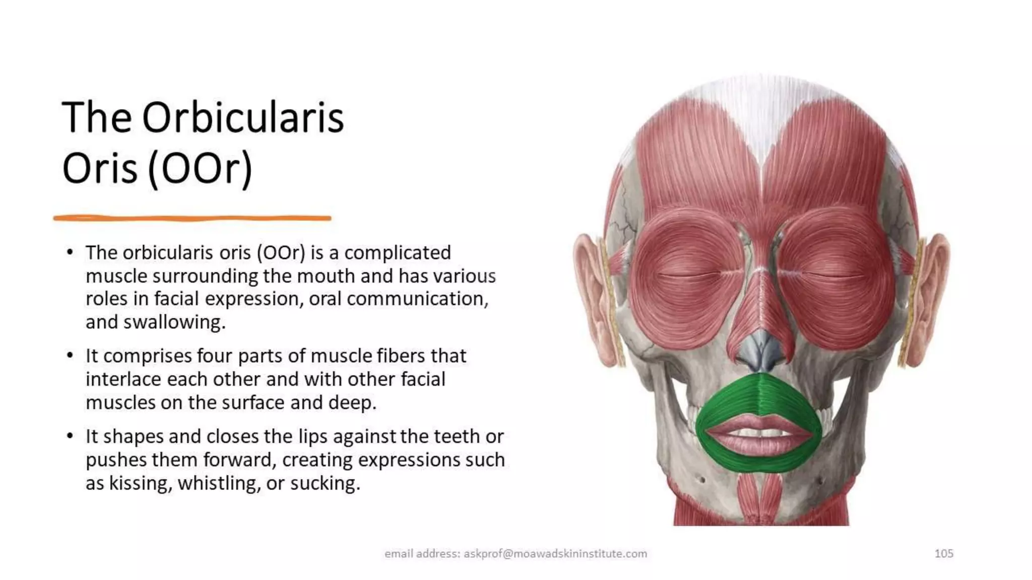 Functional Anatomy of Facial Muscles. An Injector Eye. Part Two.pptx