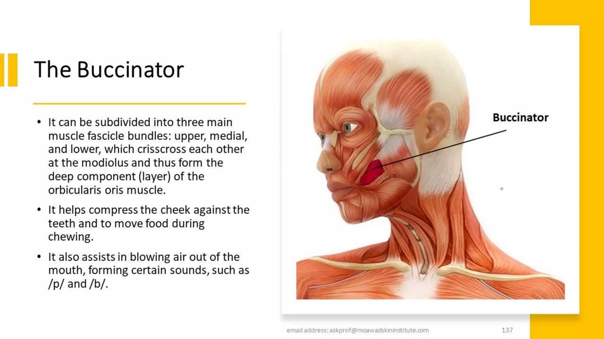 Functional Anatomy of Facial Muscles. An Injector Eye. Part Two.pptx