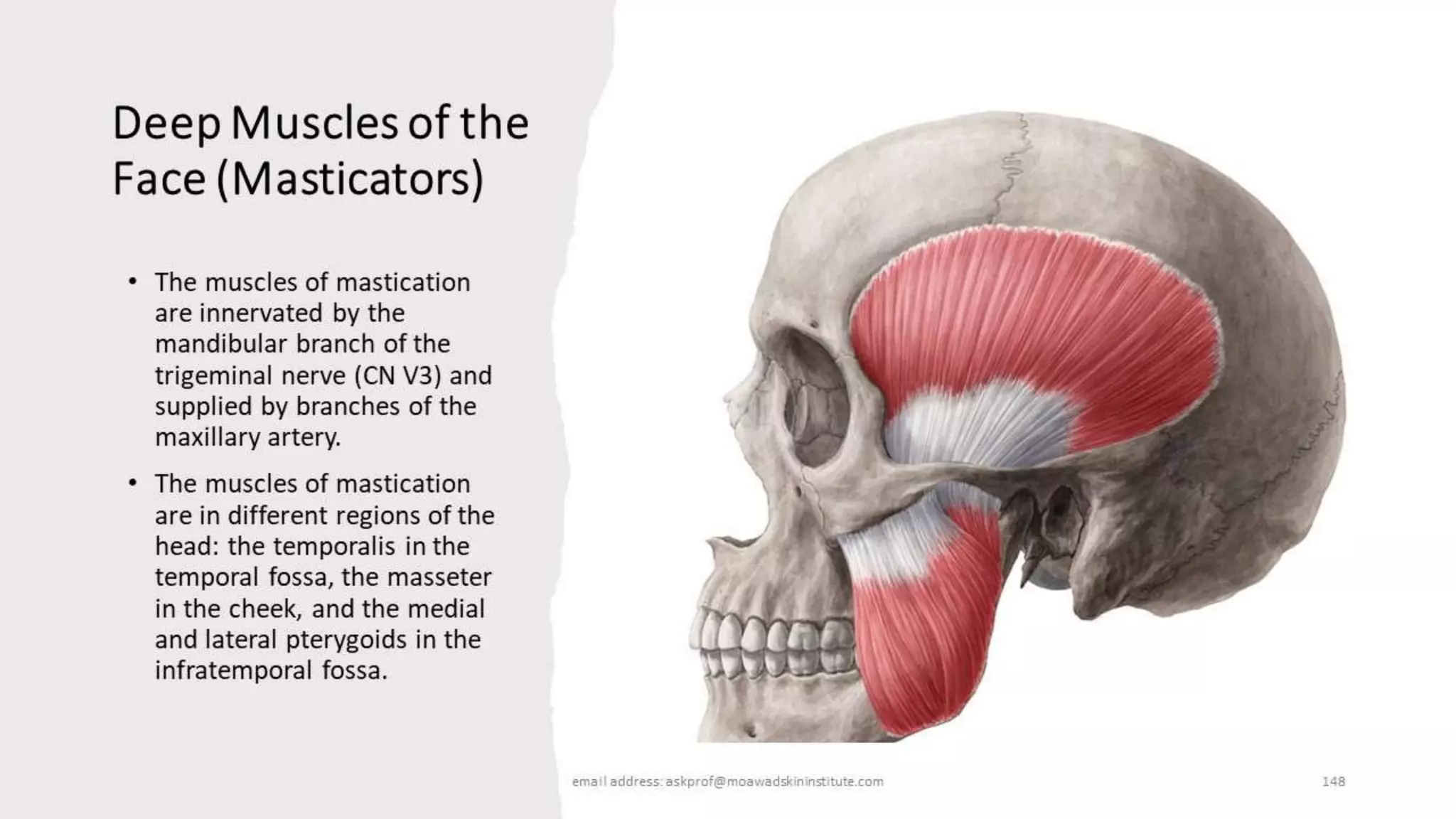 Functional Anatomy of Facial Muscles. An Injector Eye. Part Two.pptx