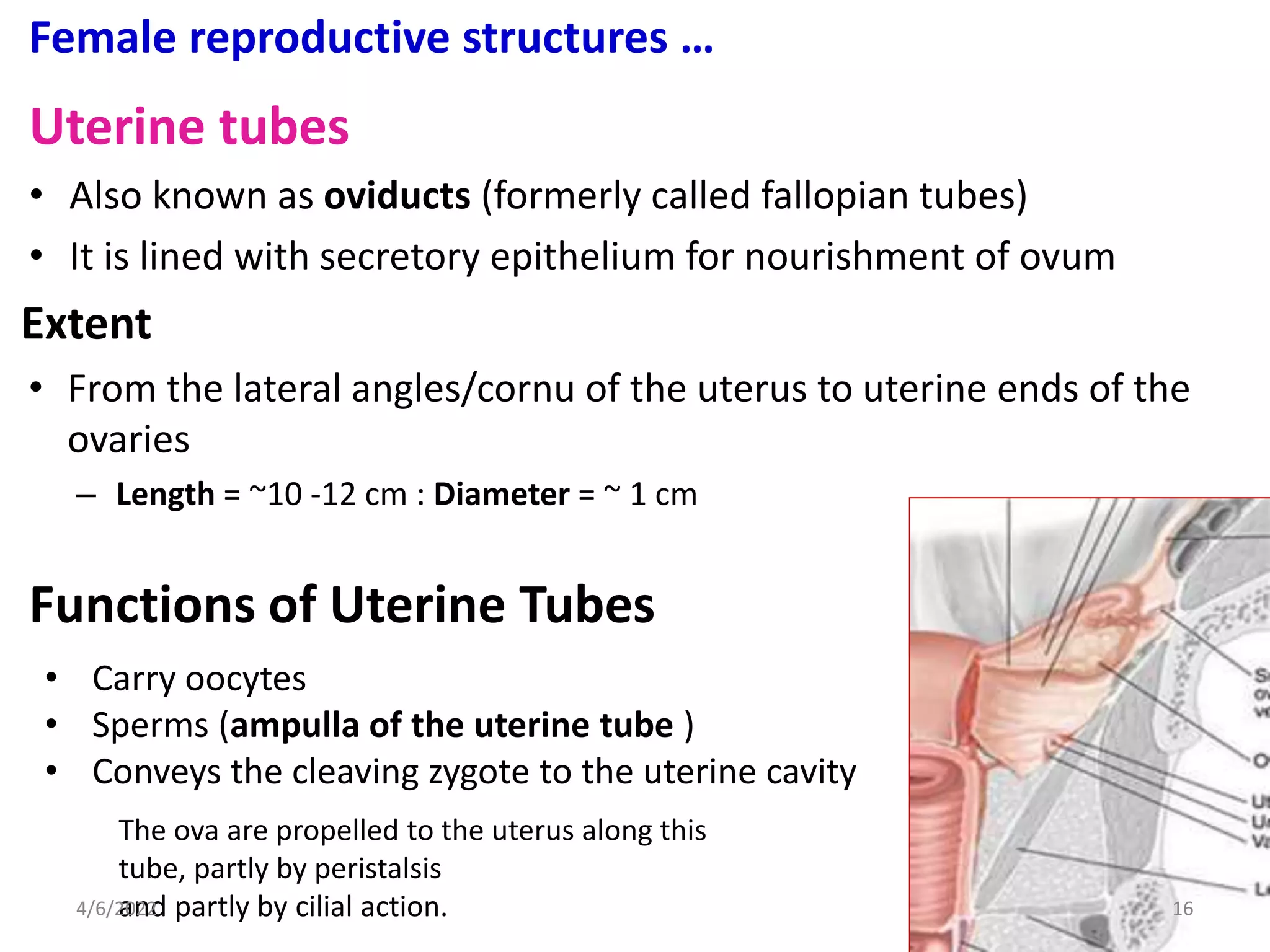 Functional Anatomy of Female Pelvis and the Fetal Skull | PPTX