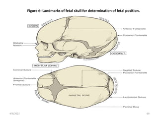 Functional Anatomy of Female Pelvis and the Fetal Skull | PPTX