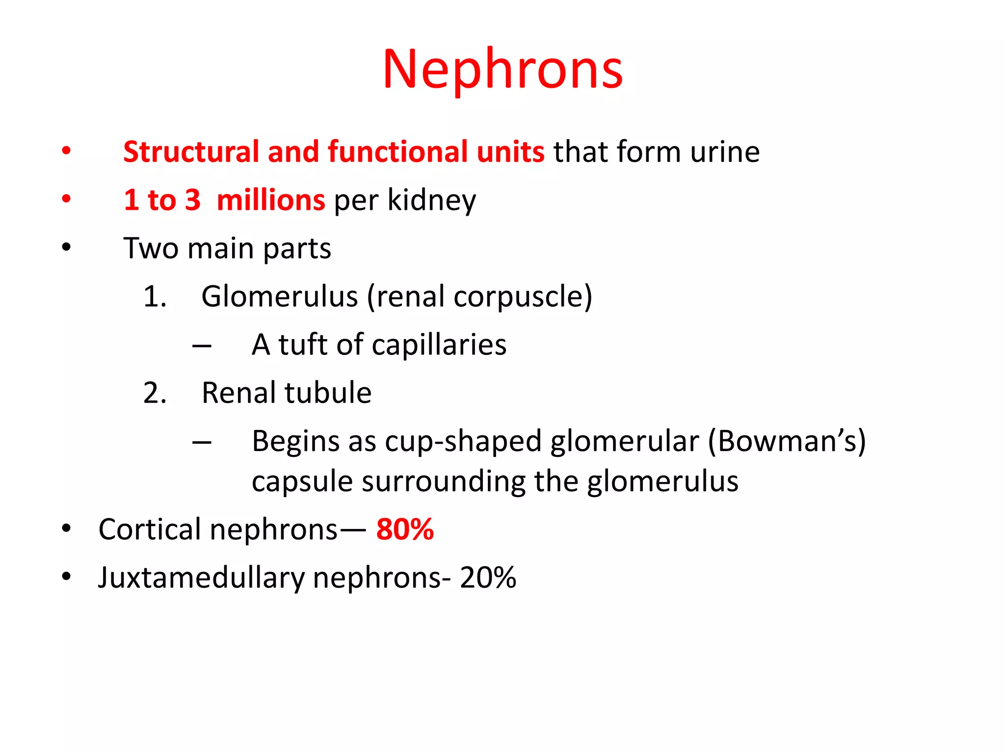 Functional anatomy of glomerulus and tubules | PPTX