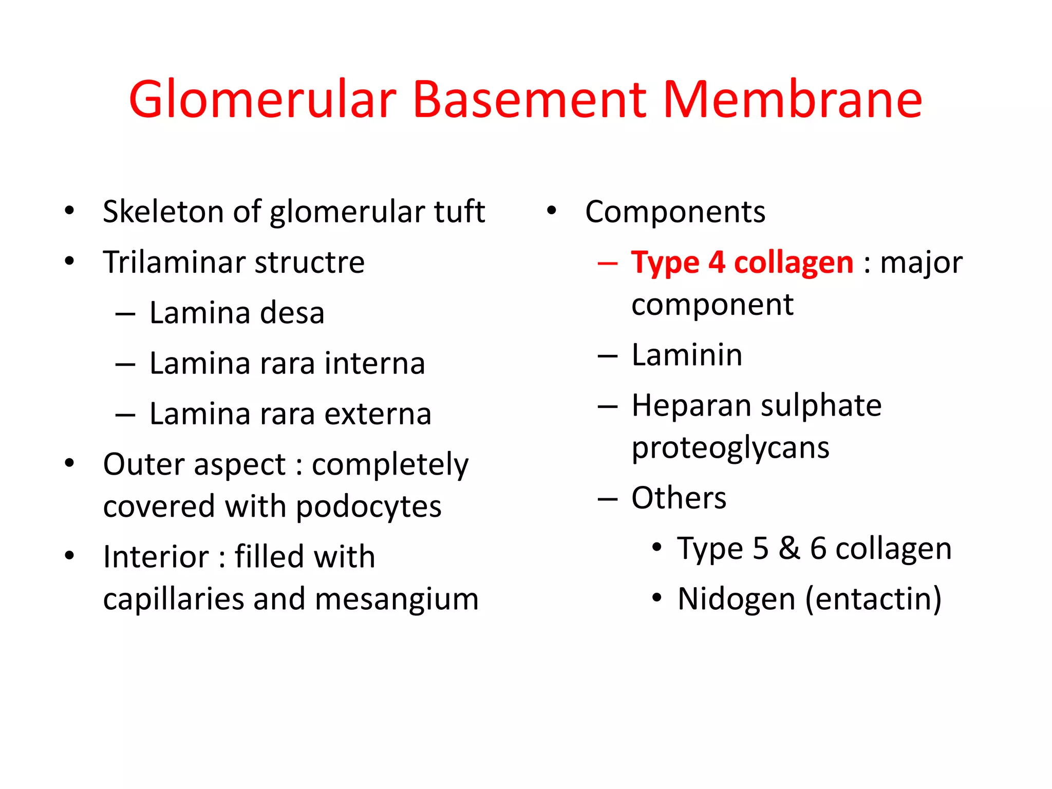 Functional anatomy of glomerulus and tubules | PPTX