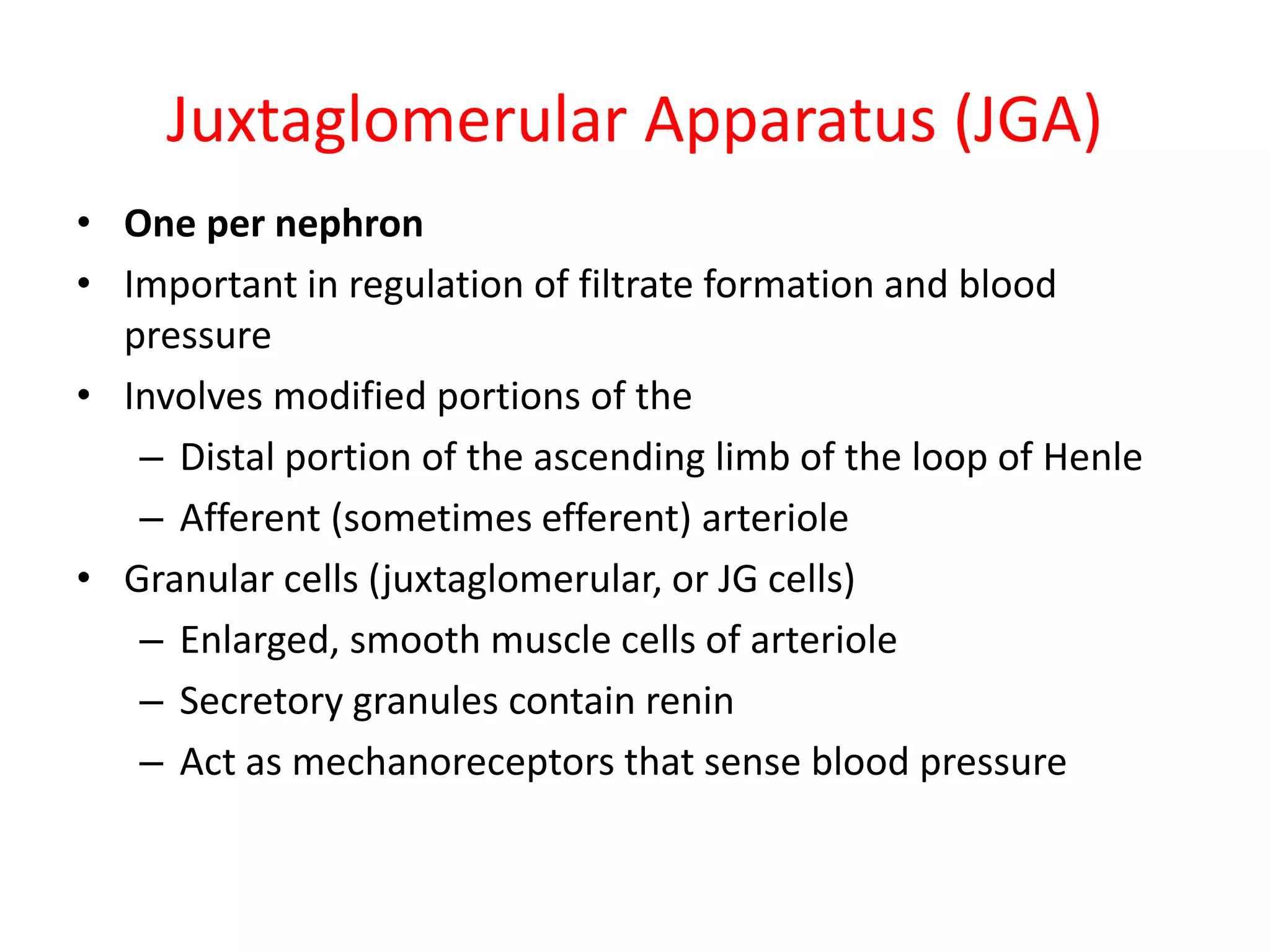 Functional anatomy of glomerulus and tubules | PPTX