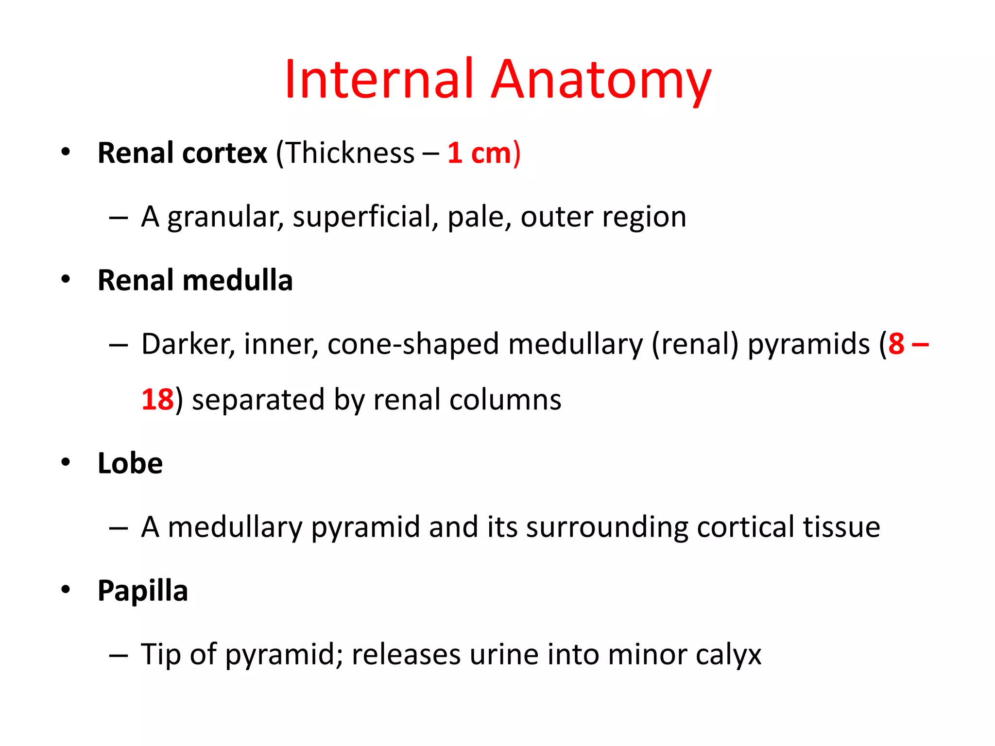 Functional anatomy of glomerulus and tubules | PPTX