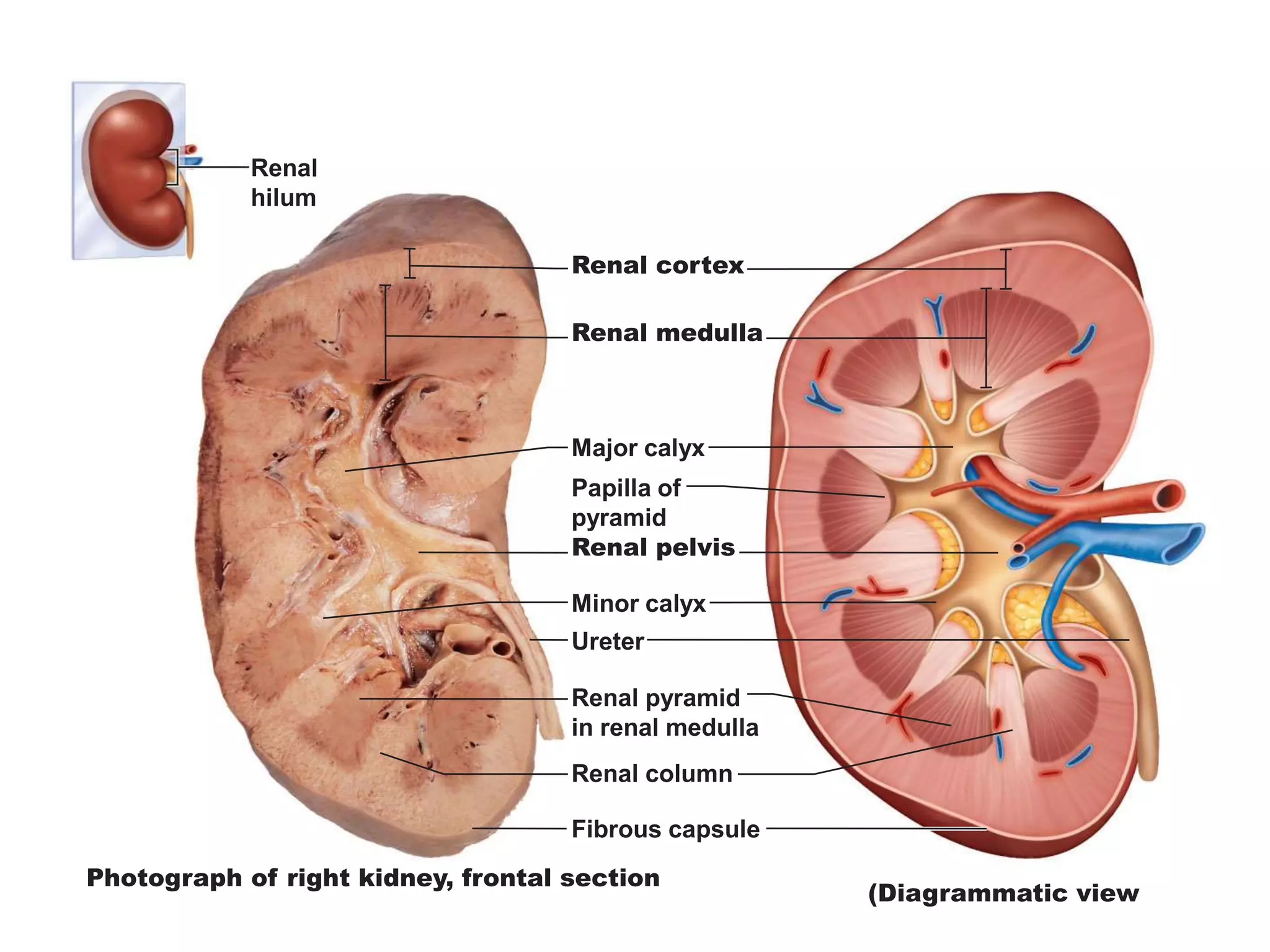 Functional anatomy of glomerulus and tubules | PPTX