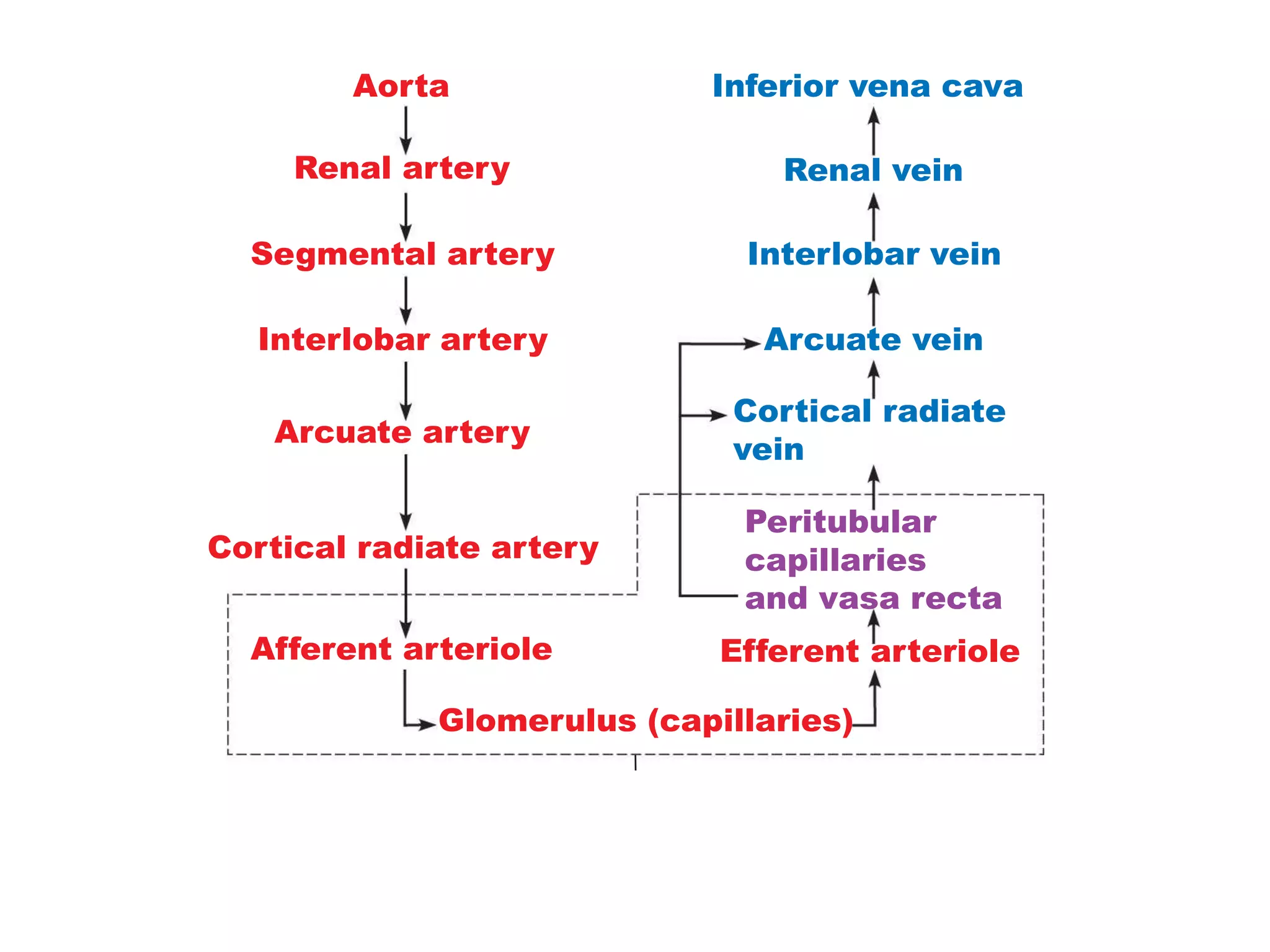 Functional anatomy of glomerulus and tubules | PPTX