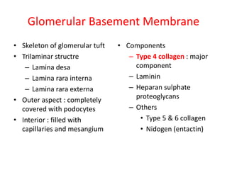 Functional anatomy of glomerulus and tubules | PPTX