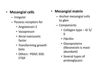 Functional anatomy of glomerulus and tubules | PPTX