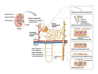 Functional anatomy of glomerulus and tubules | PPTX