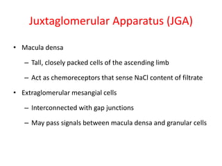 Functional anatomy of glomerulus and tubules | PPTX
