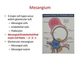 Functional anatomy of glomerulus and tubules | PPT