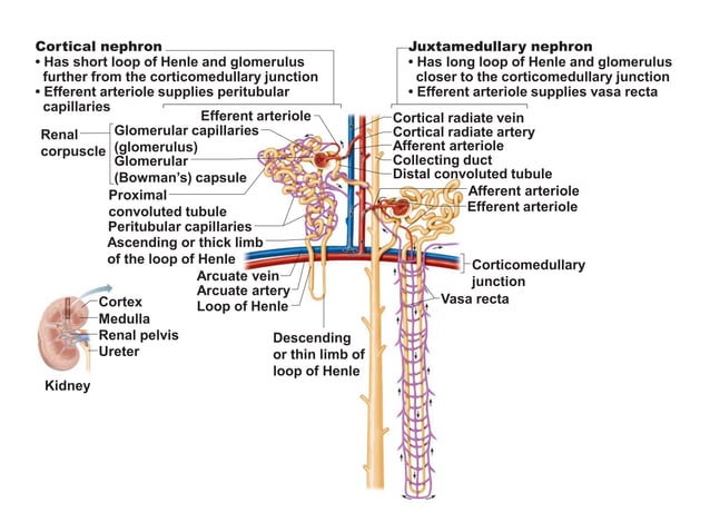 Functional anatomy of glomerulus and tubules