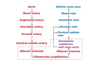 Cortical Radiate Artery