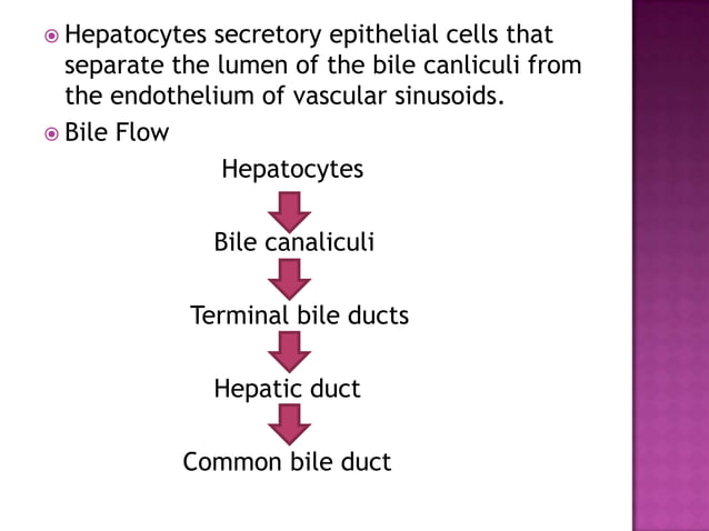 Functional anatomy of liver and biliary tree | PPT