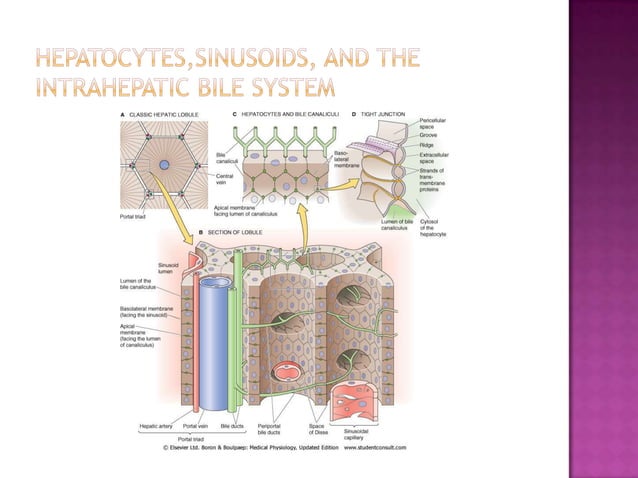 Functional anatomy of liver and biliary tree | PPT