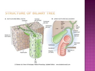Functional anatomy of liver and biliary tree | PPTX | Blood Disorders ...