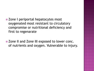 Functional anatomy of liver and biliary tree | PPTX | Blood Disorders ...