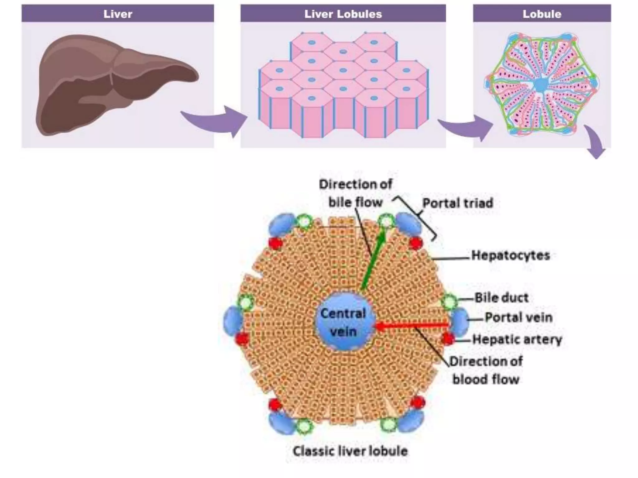 Functional anatomy of liver, functional anatomy of biliary system, functions of liver, functions ...