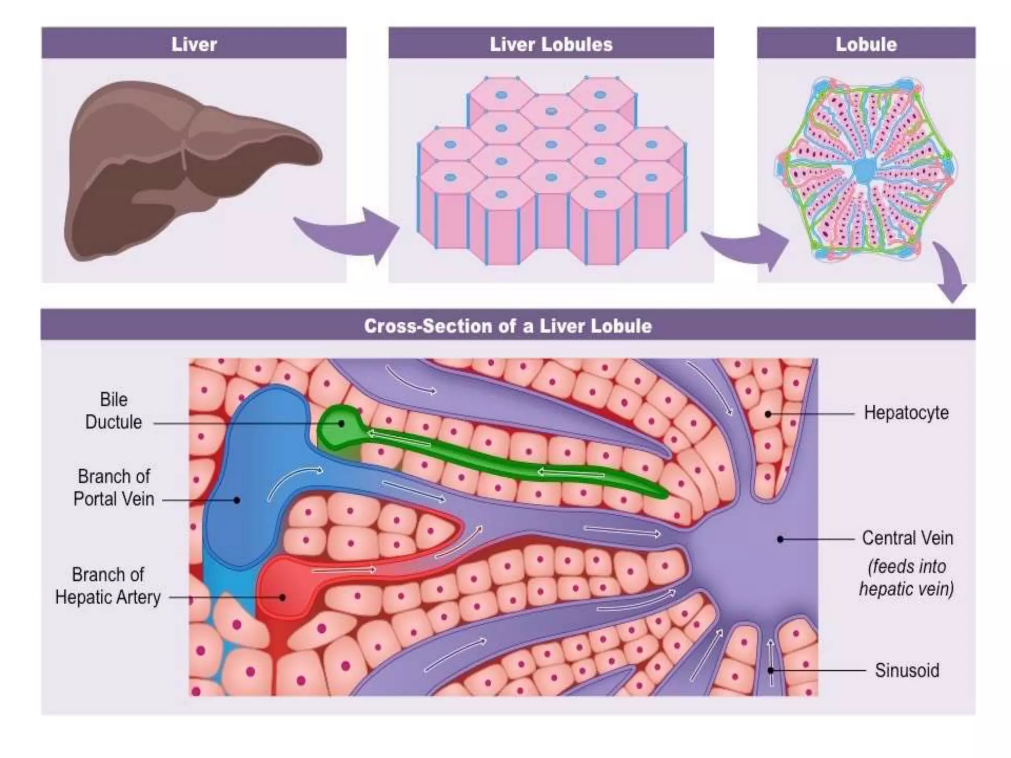 Functional anatomy of liver, functional anatomy of biliary system ...