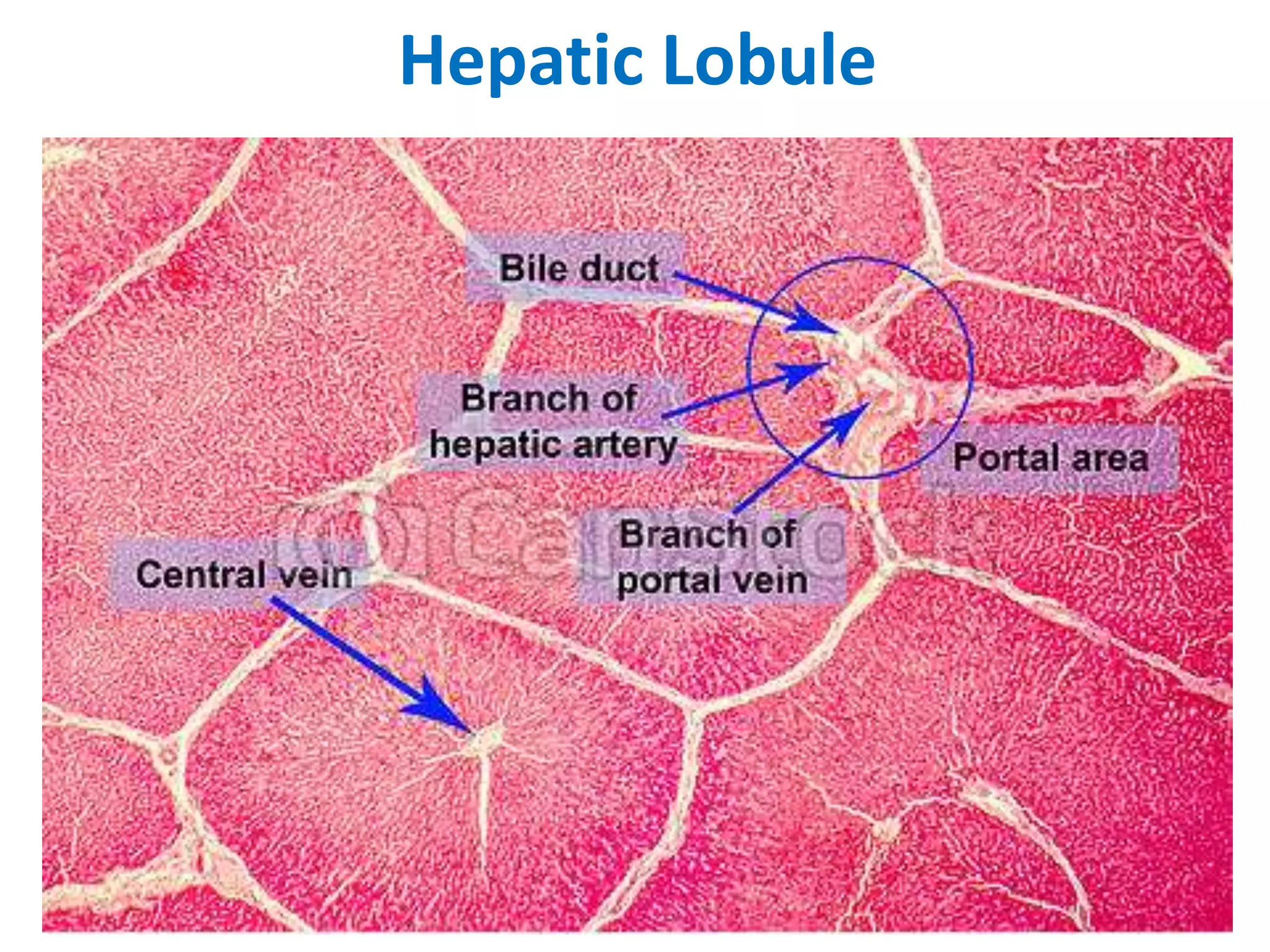 Functional anatomy of liver, functional anatomy of biliary system, functions of liver, functions ...