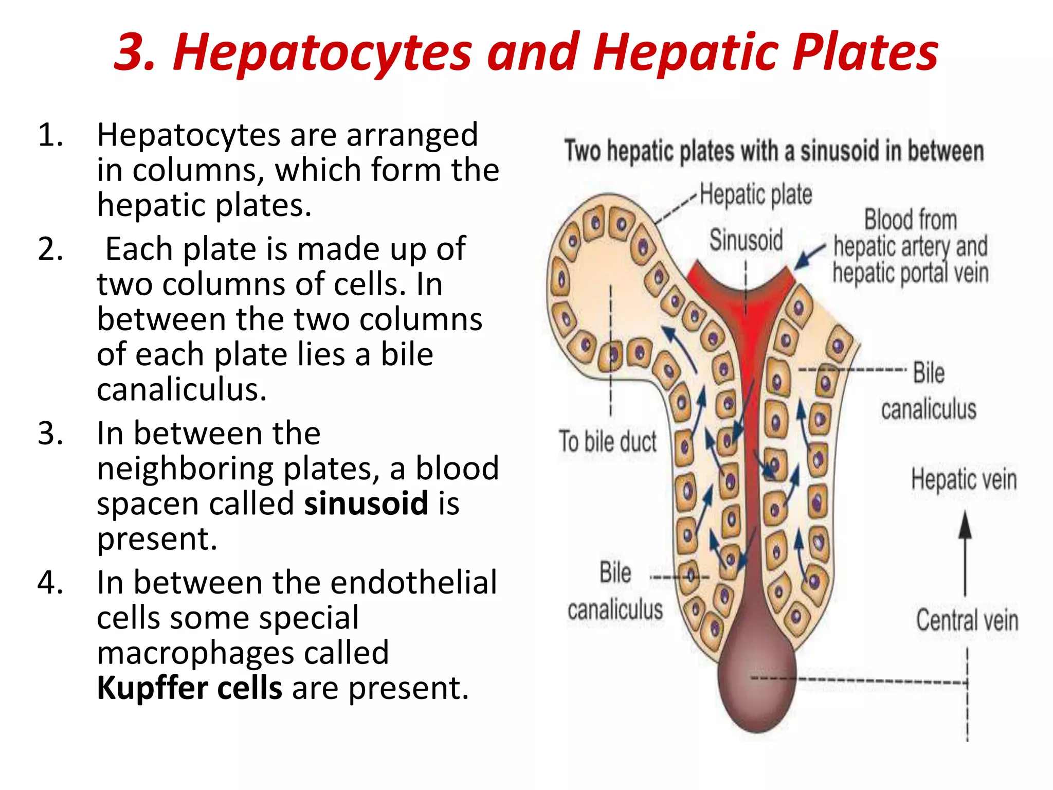 Functional anatomy of liver, functional anatomy of biliary system, functions of liver, functions ...