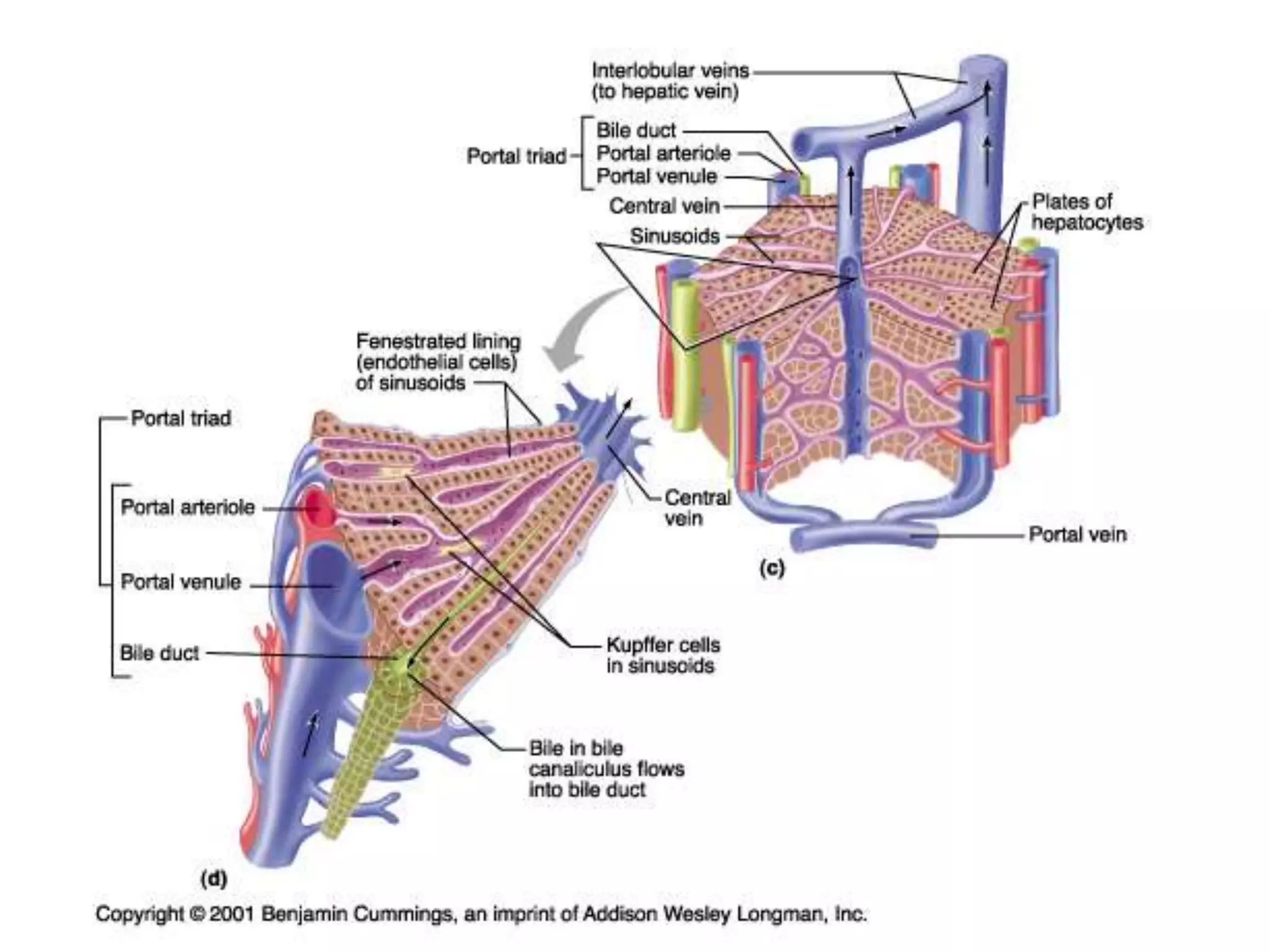 Functional anatomy of liver, functional anatomy of biliary system, functions of liver, functions ...