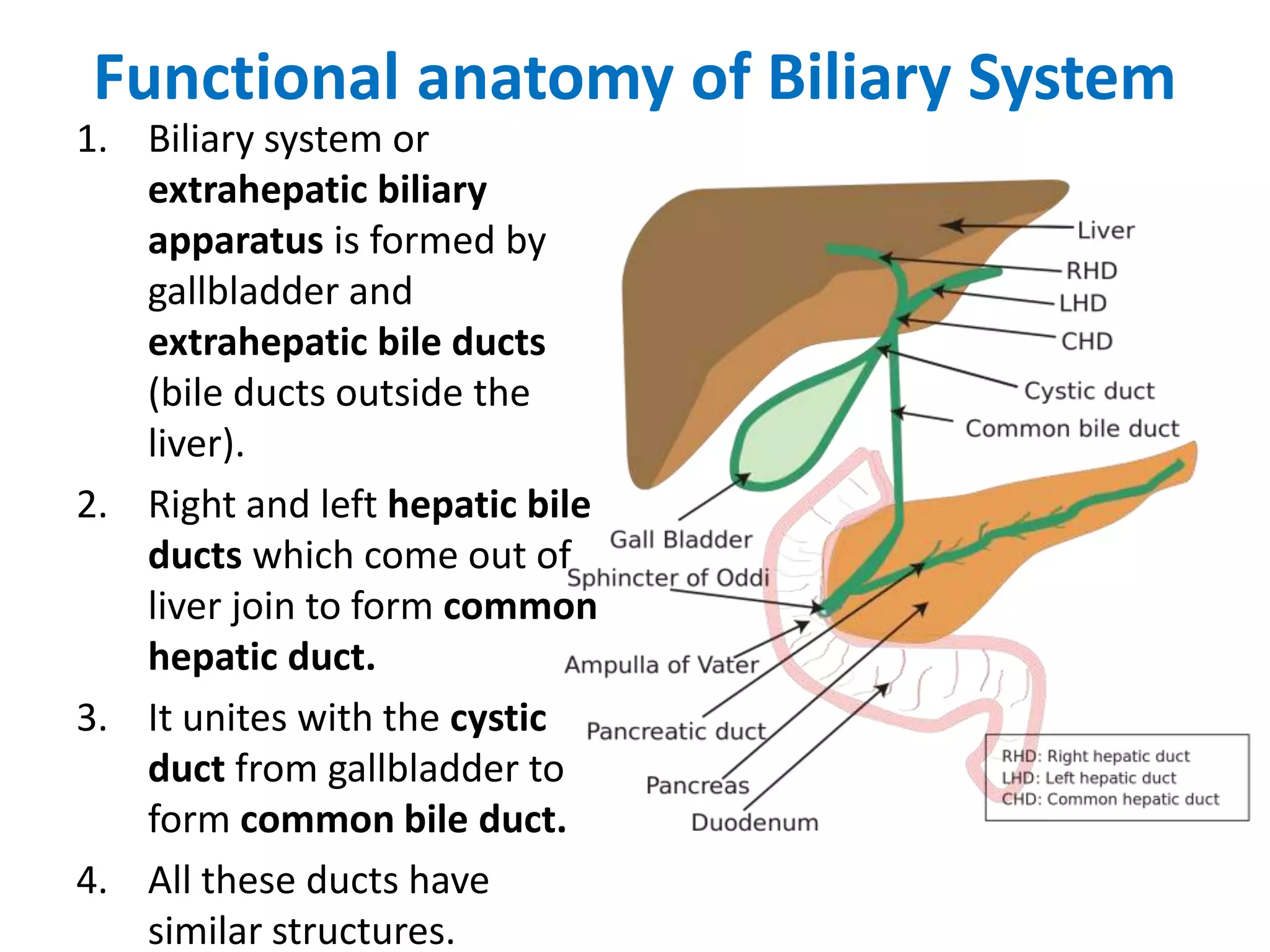 Functional anatomy of liver, functional anatomy of biliary system, functions of liver, functions ...