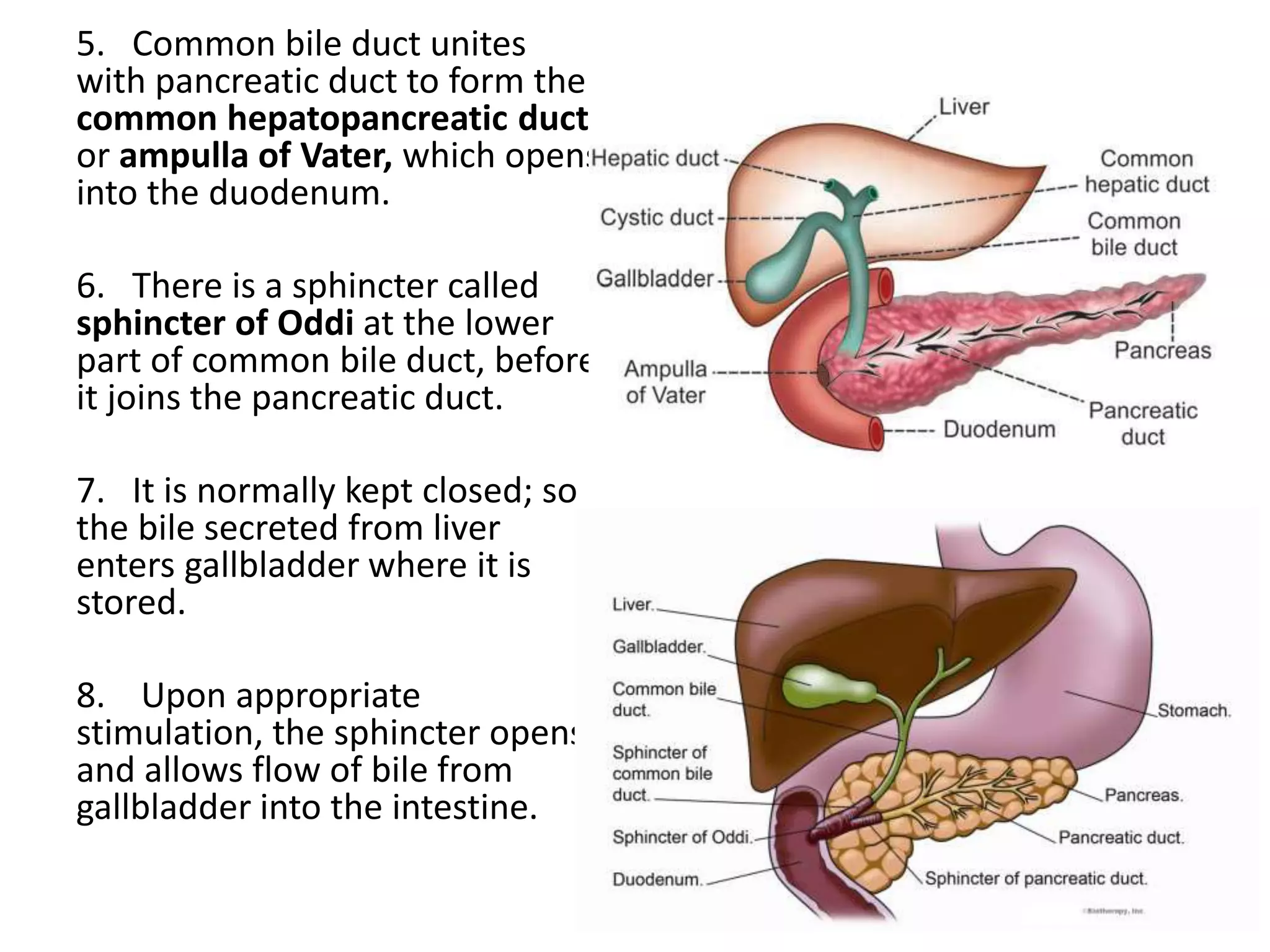 Functional anatomy of liver, functional anatomy of biliary system, functions of liver, functions ...