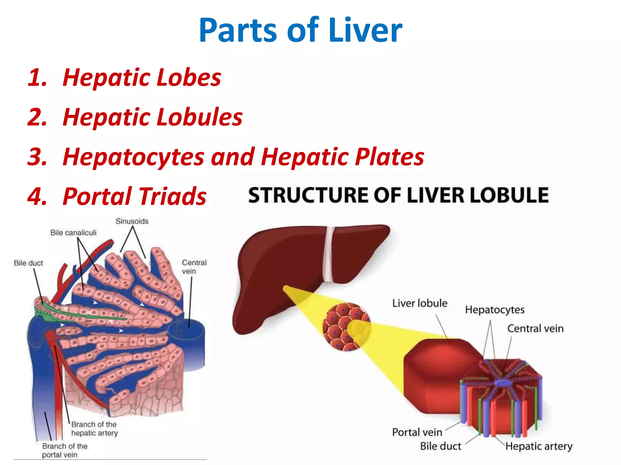 Functional anatomy of liver, functional anatomy of biliary system, functions of liver, functions ...