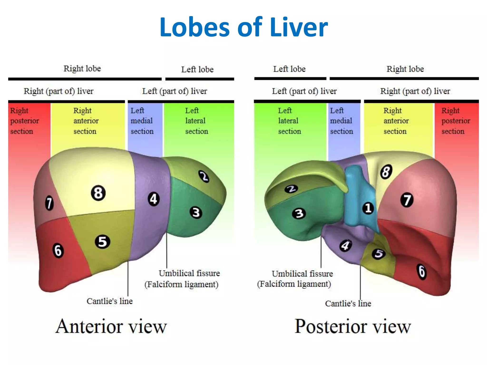 Functional anatomy of liver, functional anatomy of biliary system ...