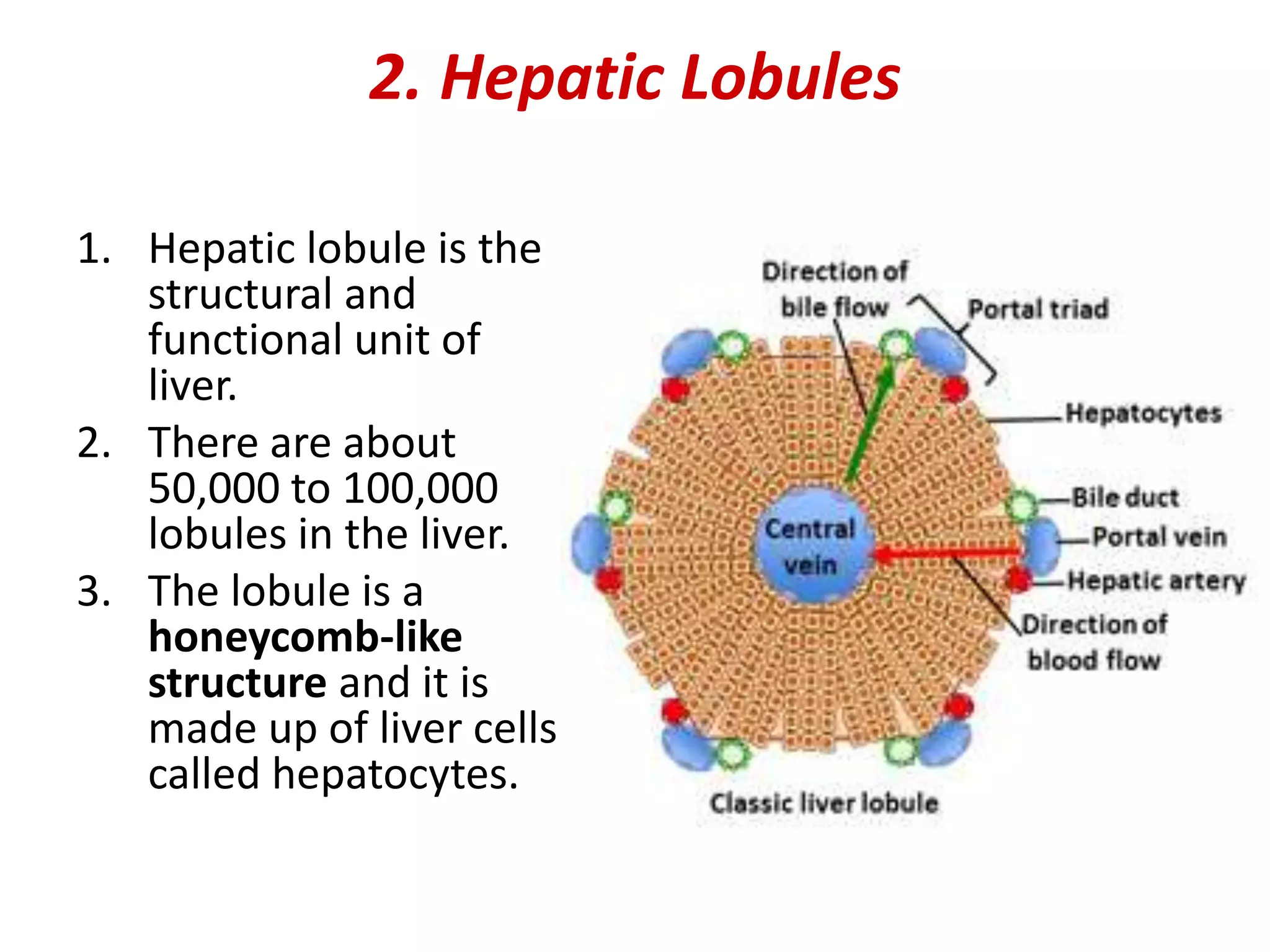 Functional anatomy of liver, functional anatomy of biliary system ...
