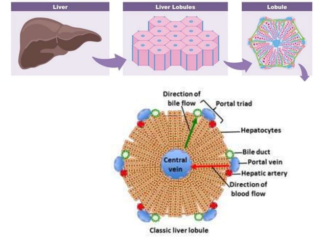 Functional anatomy of liver, functional anatomy of biliary system ...