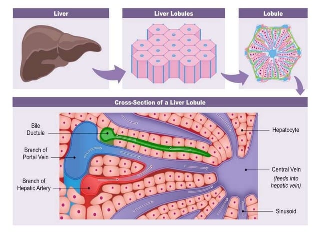 Functional anatomy of liver, functional anatomy of biliary system, functions of liver, functions ...