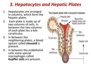 Functional anatomy of liver, functional anatomy of biliary system ...