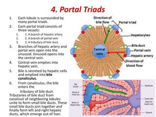 Functional anatomy of liver, functional anatomy of biliary system ...