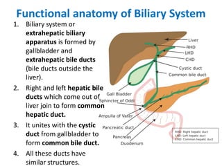 Functional anatomy of liver, functional anatomy of biliary system, functions of liver, functions ...