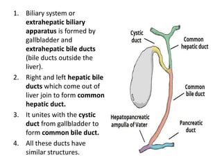 Functional anatomy of liver, functional anatomy of biliary system ...