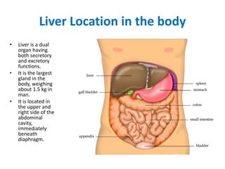 Functional anatomy of liver, functional anatomy of biliary system, functions of liver, functions ...