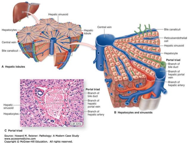 Functional anatomy of liver, functional anatomy of biliary system, functions of liver, functions ...