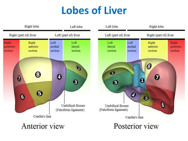 Functional anatomy of liver, functional anatomy of biliary system ...