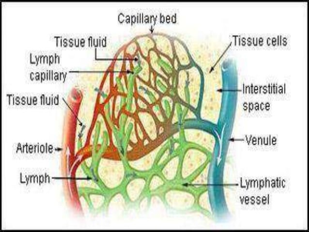 Functional_Anatomy_of_Lymphatic_System.pptx