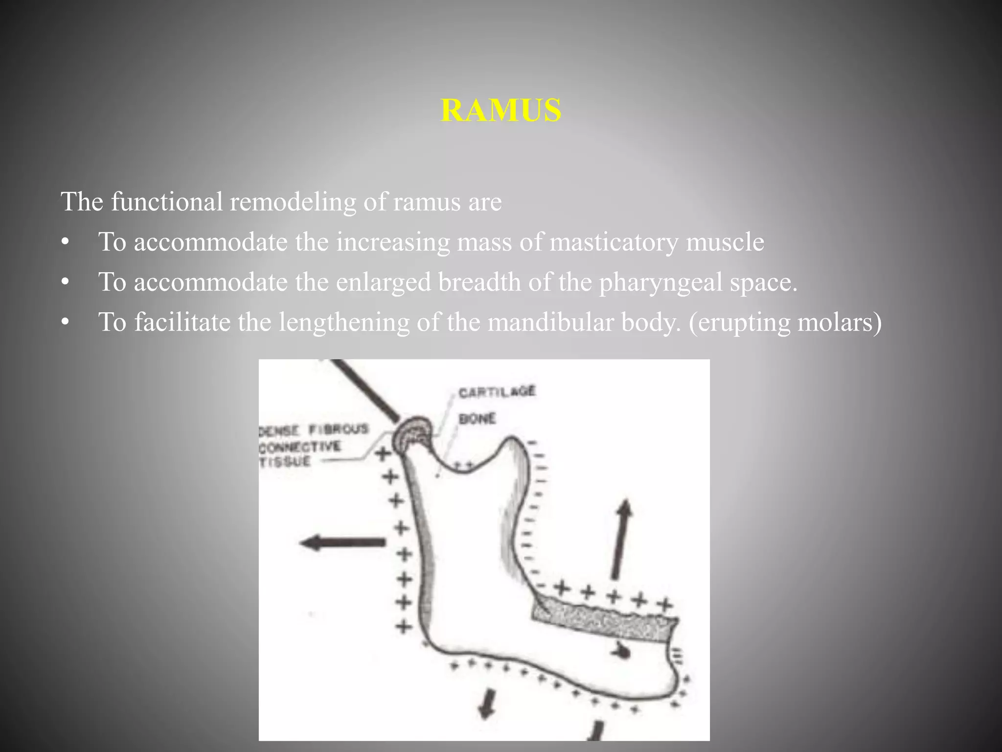 Functional anatomy of mandible | PPTX
