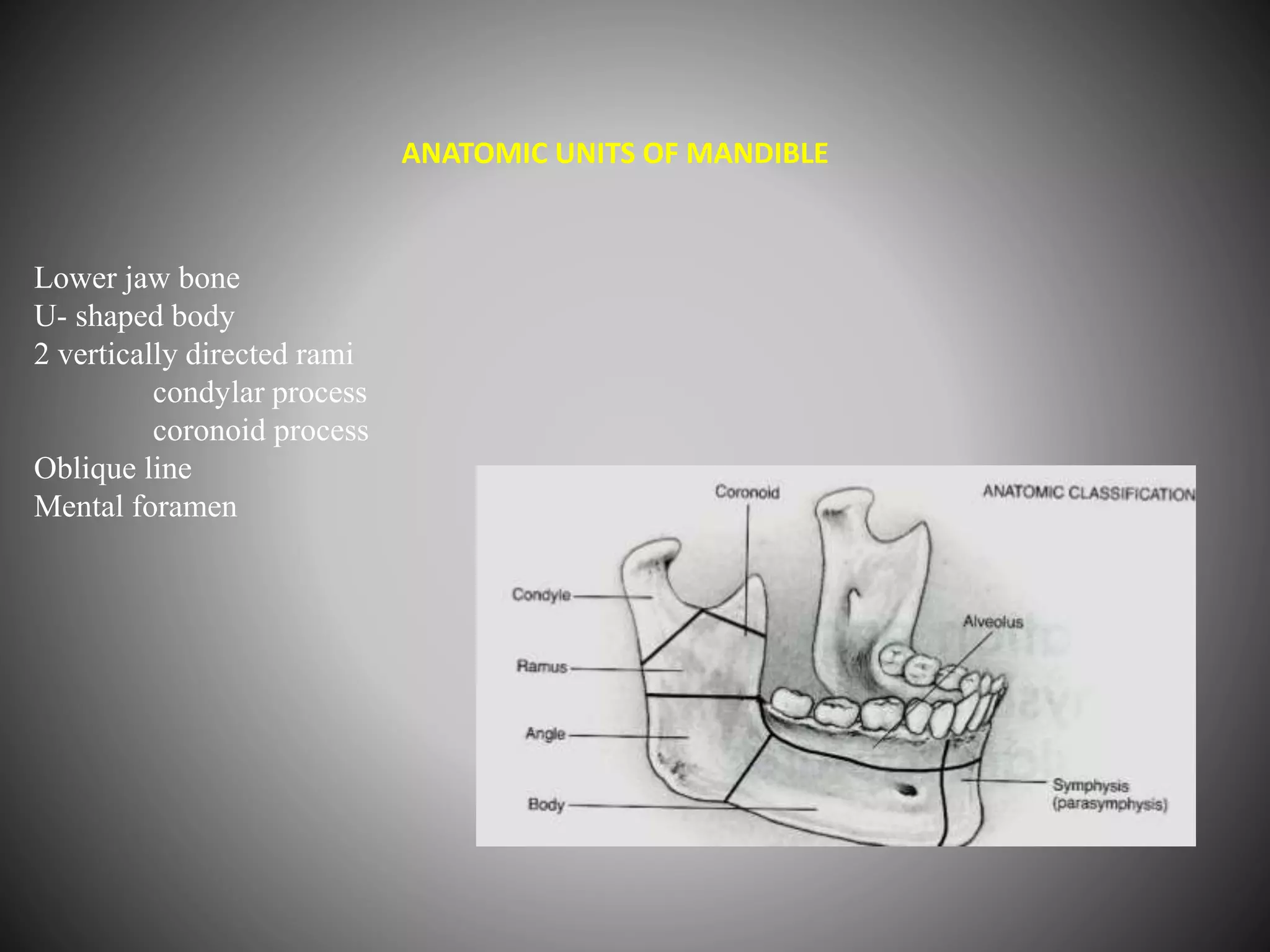 Functional anatomy of mandible | PPTX | Bone and Joint Conditions ...
