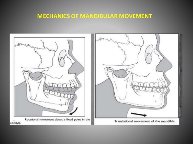 Functional anatomy of mandible